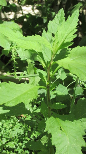 Getting to Know Epazote – Mother Earth News